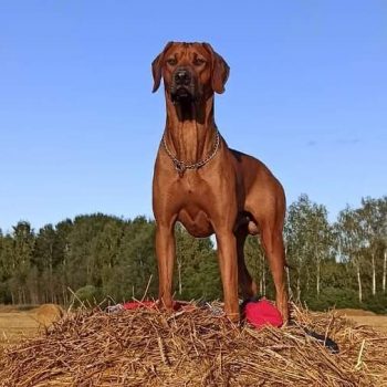 15 Cool Facts About Rhodesian Ridgebacks - The Dogman