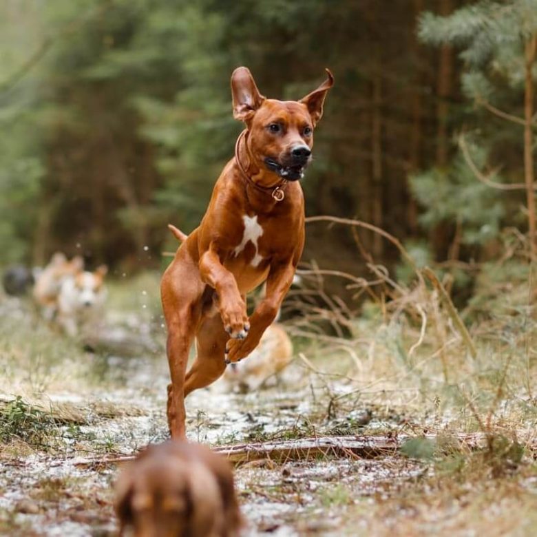 15 Cool Facts About Rhodesian Ridgebacks - The Dogman