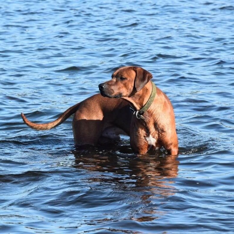 15 Cool Facts About Rhodesian Ridgebacks - Page 2 of 5 - The Dogman