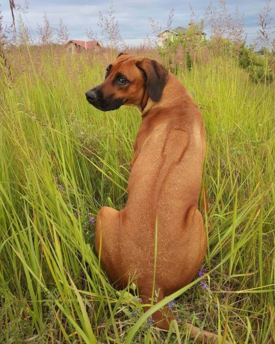 15 Cool Facts About Rhodesian Ridgebacks - The Dogman