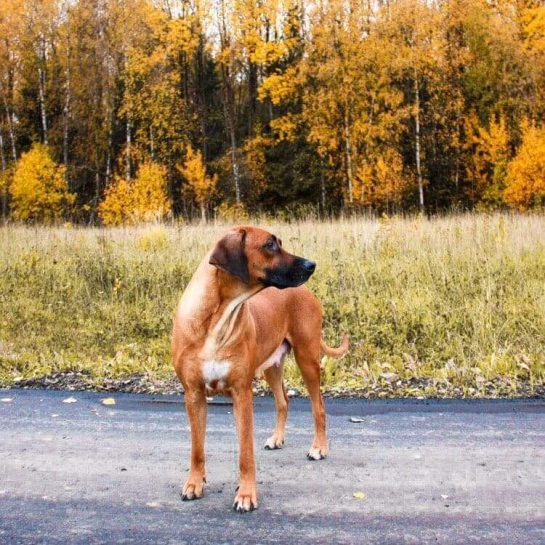 15 Cool Facts About Rhodesian Ridgebacks - Page 2 of 5 - The Dogman