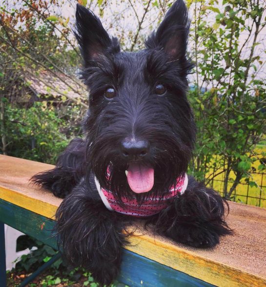 15 Interesting Facts About Scottish Terriers - The Dogman