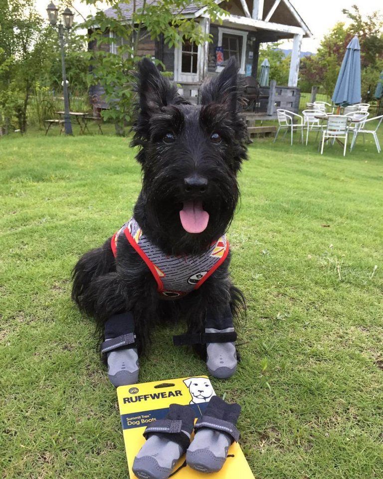 15 Interesting Facts About Scottish Terriers - Page 3 of 5 - The Dogman