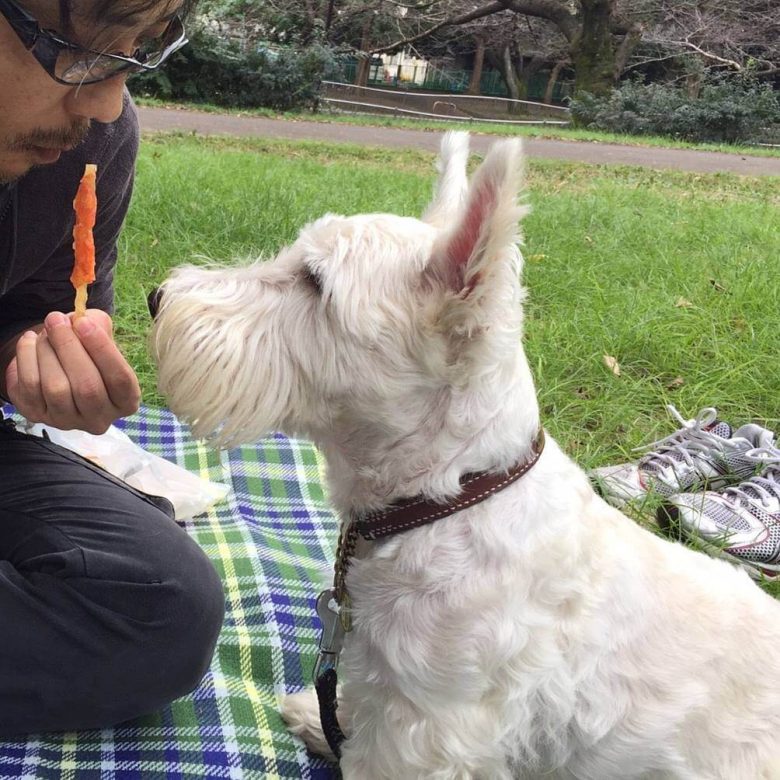 15 Interesting Facts About Scottish Terriers - The Dogman