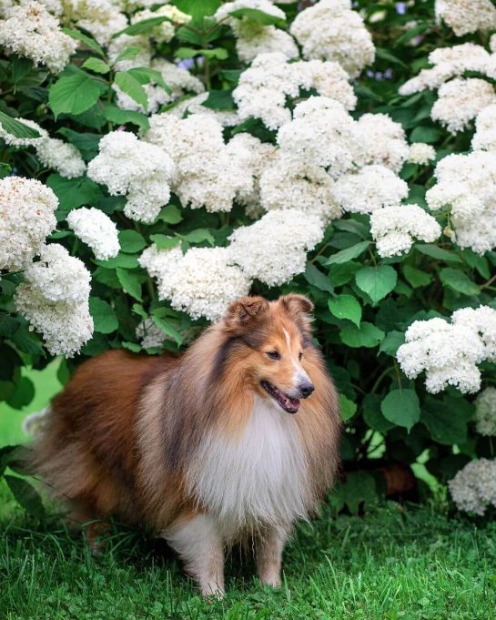 15 Cool Facts About Shetland Sheepdogs - The Dogman