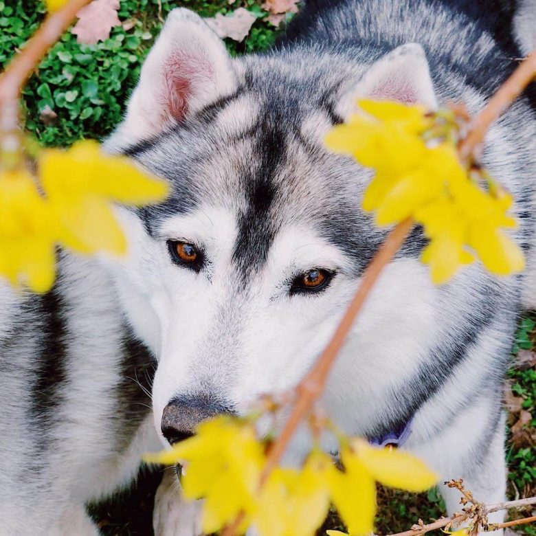 15 Adorable Pics Proving That Siberian Husky Dogs Like Autumn - The Dogman