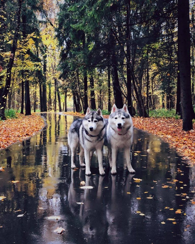 15 Adorable Pics Proving That Siberian Husky Dogs Like Autumn - The Dogman