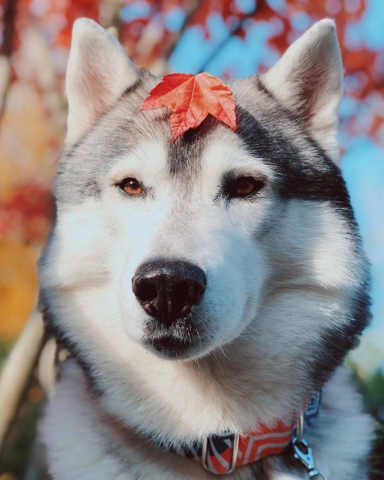15 Adorable Pics Proving That Siberian Husky Dogs Like Autumn - The Dogman