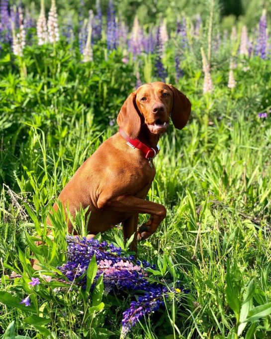 15 Cool Facts About Vizsla Dogs - The Dogman