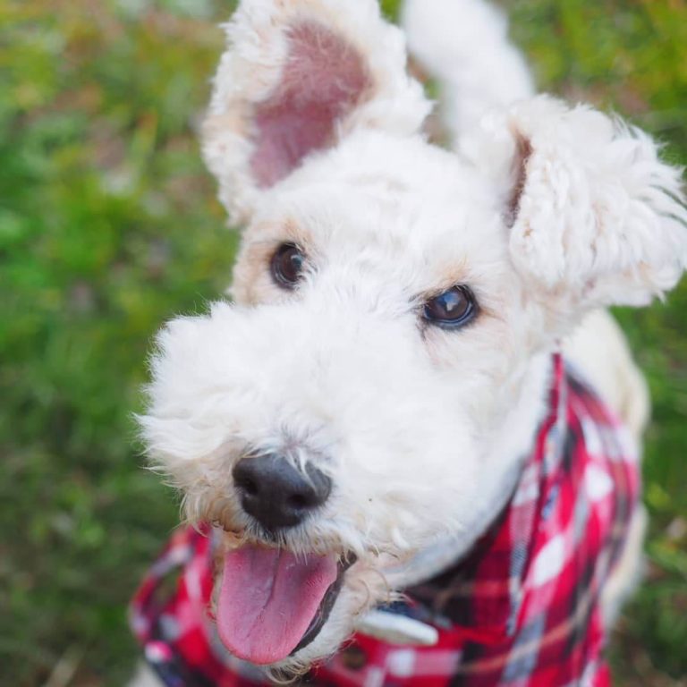 15 Cool Facts About Wire Fox Terriers - The Dogman