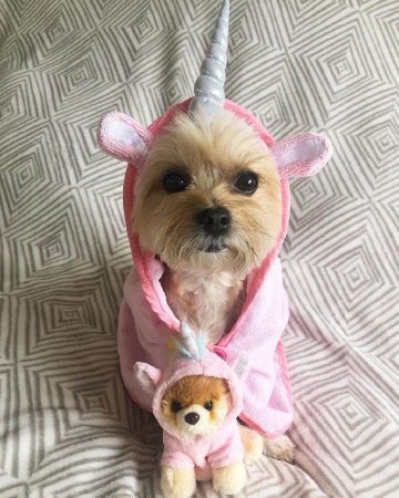 14 Funny Halloween Costumes for Yorkshire Terriers - The Dogman