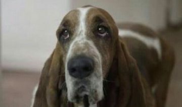 15 Funny Mastiff Memes That Will Make Your Day! - The Dogman