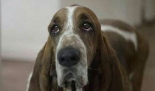 15 Funny Mastiff Memes That Will Make Your Day! - The Dogman