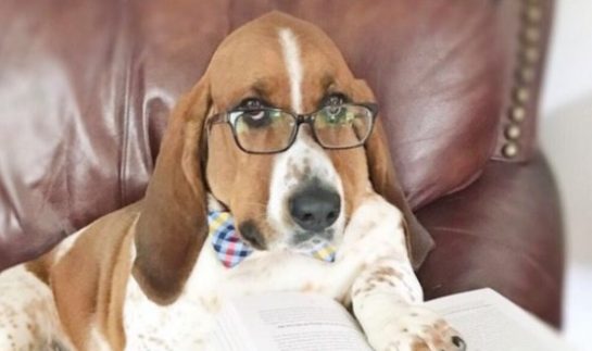 16 Best Labrador Retriever Memes to Set the Mood - The Dogman