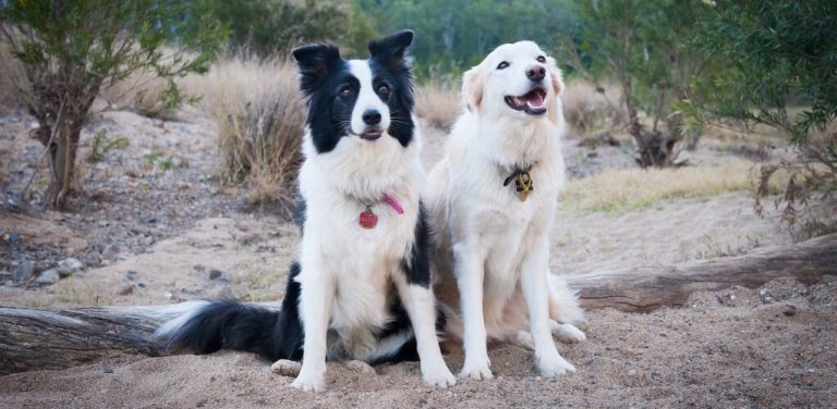 14 Cute Pictures Of Border Collies Living Together With Other Pets ...