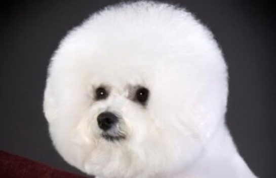 15 Totally Relatable Bichon Frise Memes - The Dogman