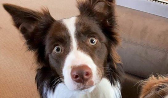 Top 15 Border Collie Memes To Make You Laugh! - The Dogman