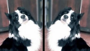 Top 15 Border Collie Memes To Make You Laugh! - The Dogman