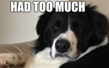 Top 15 Border Collie Memes To Make You Laugh! - The Dogman