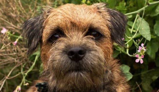 The Dogman: The Place for Dog Owners and Lovers