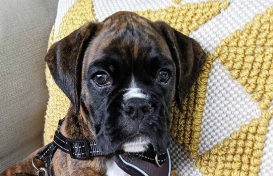 14 Things Boxer Owners Should Remember - The Dogman