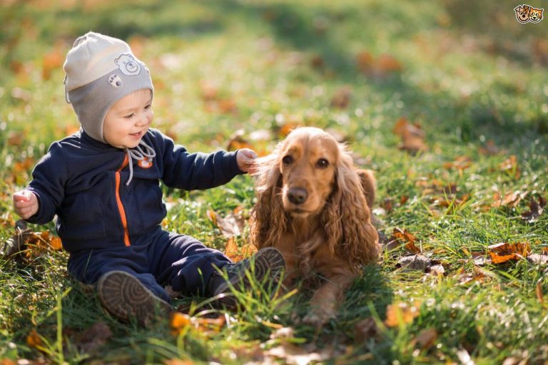 14 Photos Prove That Cocker Spaniels Were Born For Living With Kids ...