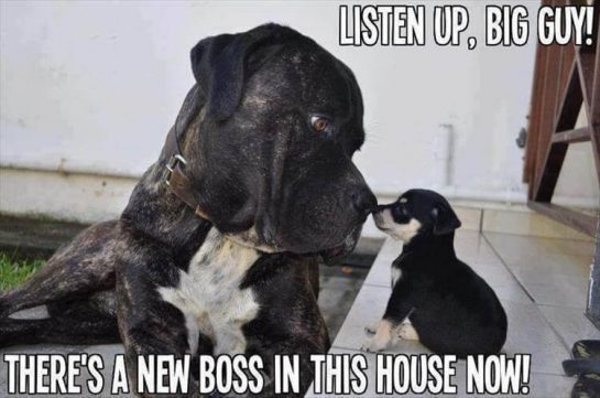 15 Cane Corso Memes You’ll Find Too Cute - The Dogman