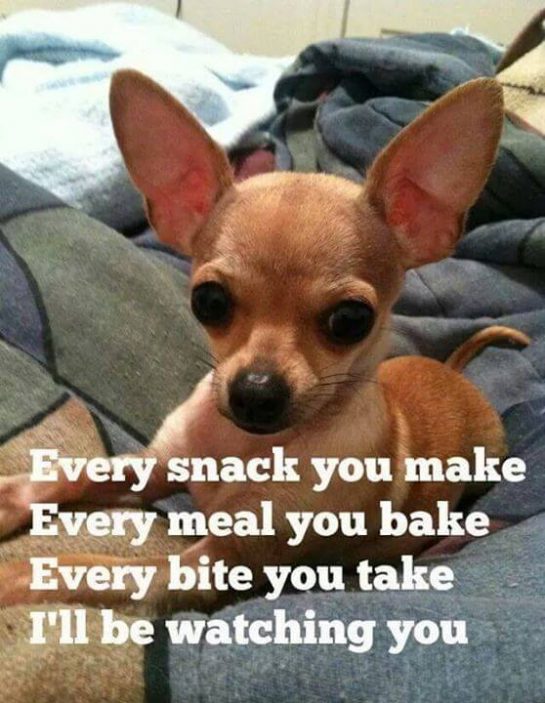 15 More Hysterical Chihuahua Memes That Will Make You Laugh - The Dogman