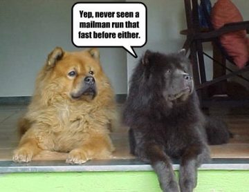 The 15 Funniest Chow Chow Memes - The Dogman