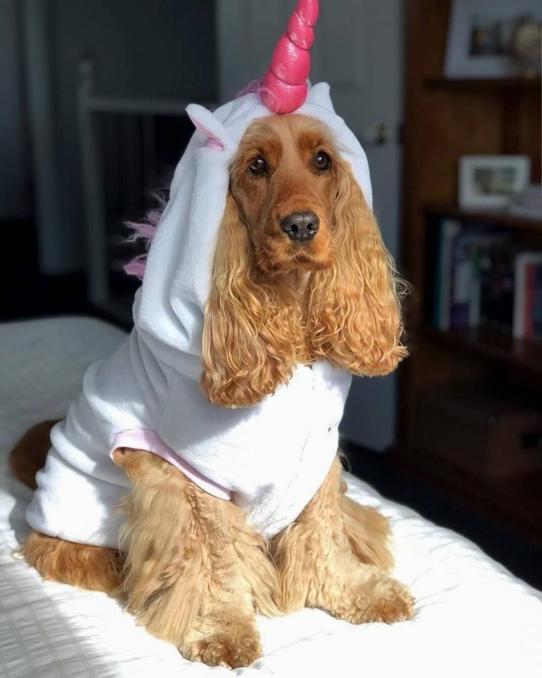 15 Funny Pictures Proving That Cocker Spaniels are Always Ready for ...