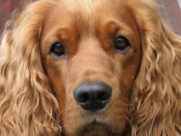 14 Interesting Facts About Cocker Spaniels | The Dogman