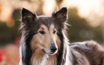 15 Interesting Facts About Collies - The Dogman
