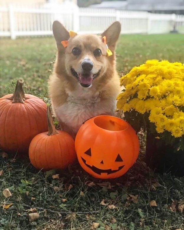 15 Funny Pictures Showing How Corgis Spend Halloween Night - The Dogman