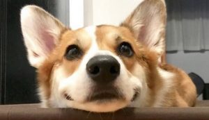 350+ Corgi Names - Ideas That Will Suit Them Perfectly - The Dogman
