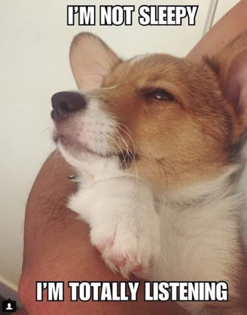 The 14 Funniest Corgi Memes That Will Make You Laugh - The Dogman