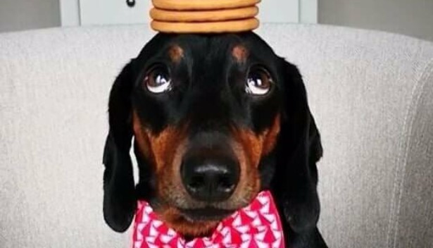 Harlso The Dachshund Striking With Its Sense Of Balance - The Dogman