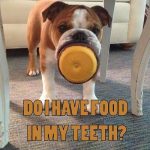 15 Best English Bulldog Memes - The Dogman