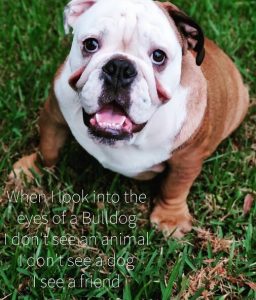 15 Funniest English Bulldog Memes - The Dogman