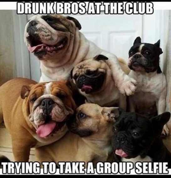 15 Best English Bulldog Memes - The Dogman