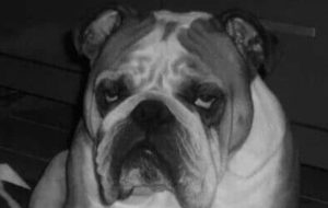 15 Hilarious English Bulldog Memes Will Make Your Day - The Dogman