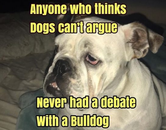 15 Funniest English Bulldog Memes - The Dogman