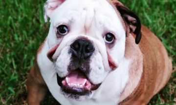 15 Hilarious English Bulldog Memes Will Make Your Day - The Dogman