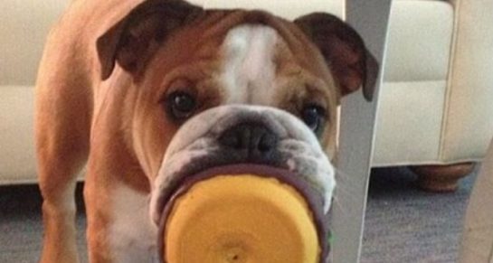 15 Hilarious English Bulldog Memes Will Make Your Day - The Dogman