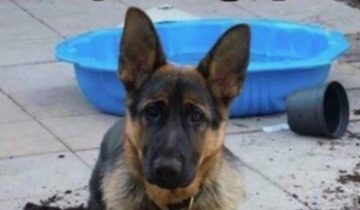 15 Funny Mastiff Memes That Will Make Your Day! - The Dogman