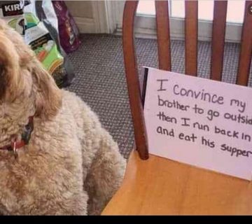 15 Funny Goldendoodles That Are Here To Put A Smile On Our Face - The ...