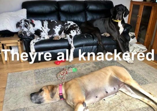 15 Hilarious Great Dane Memes to Get You Through Life - The Dogman