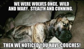15 Hilarious Great Dane Memes to Get You Through Life - The Dogman