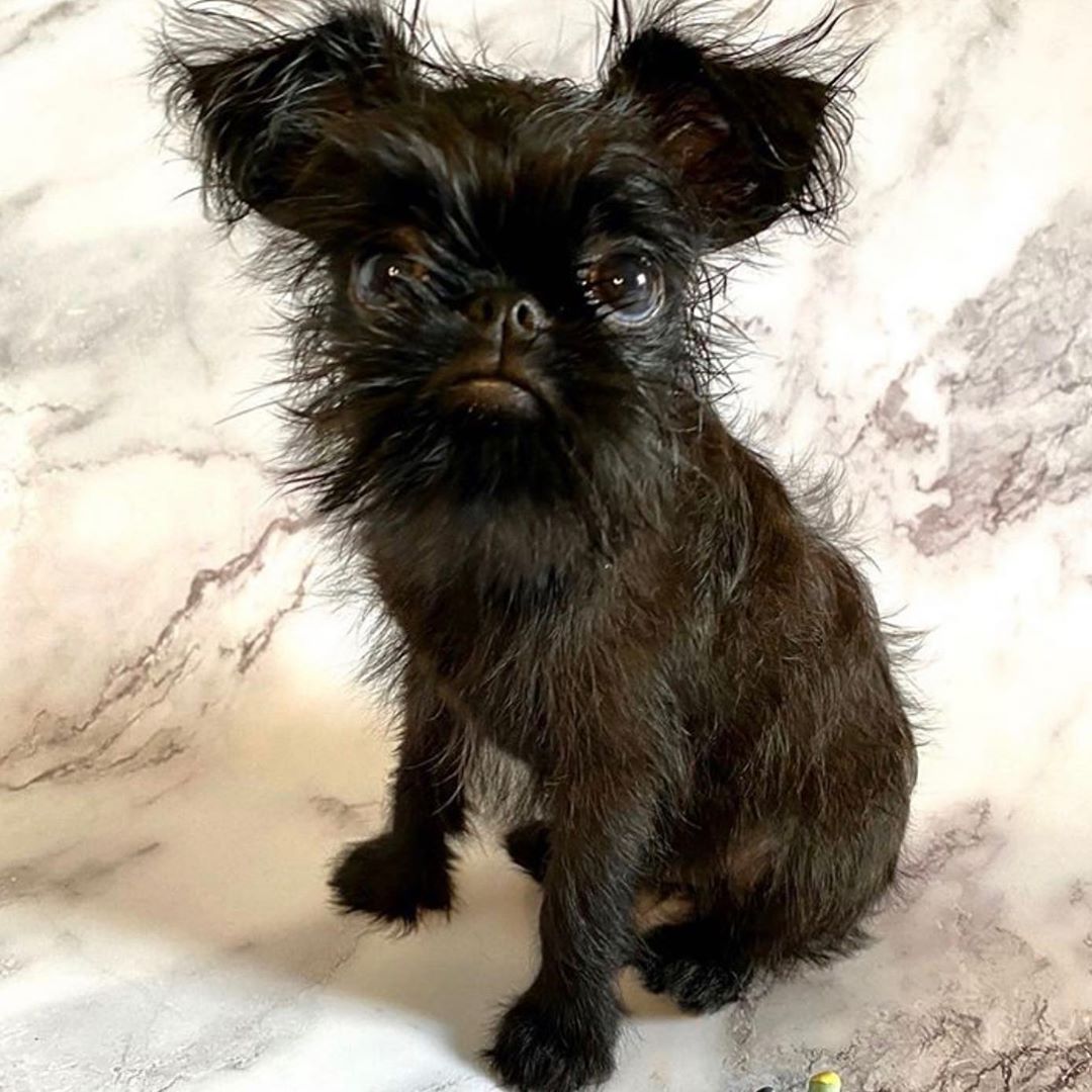 14 Things Brussels Griffon Owners Must Never Forget - Page 2 of 5 - The ...