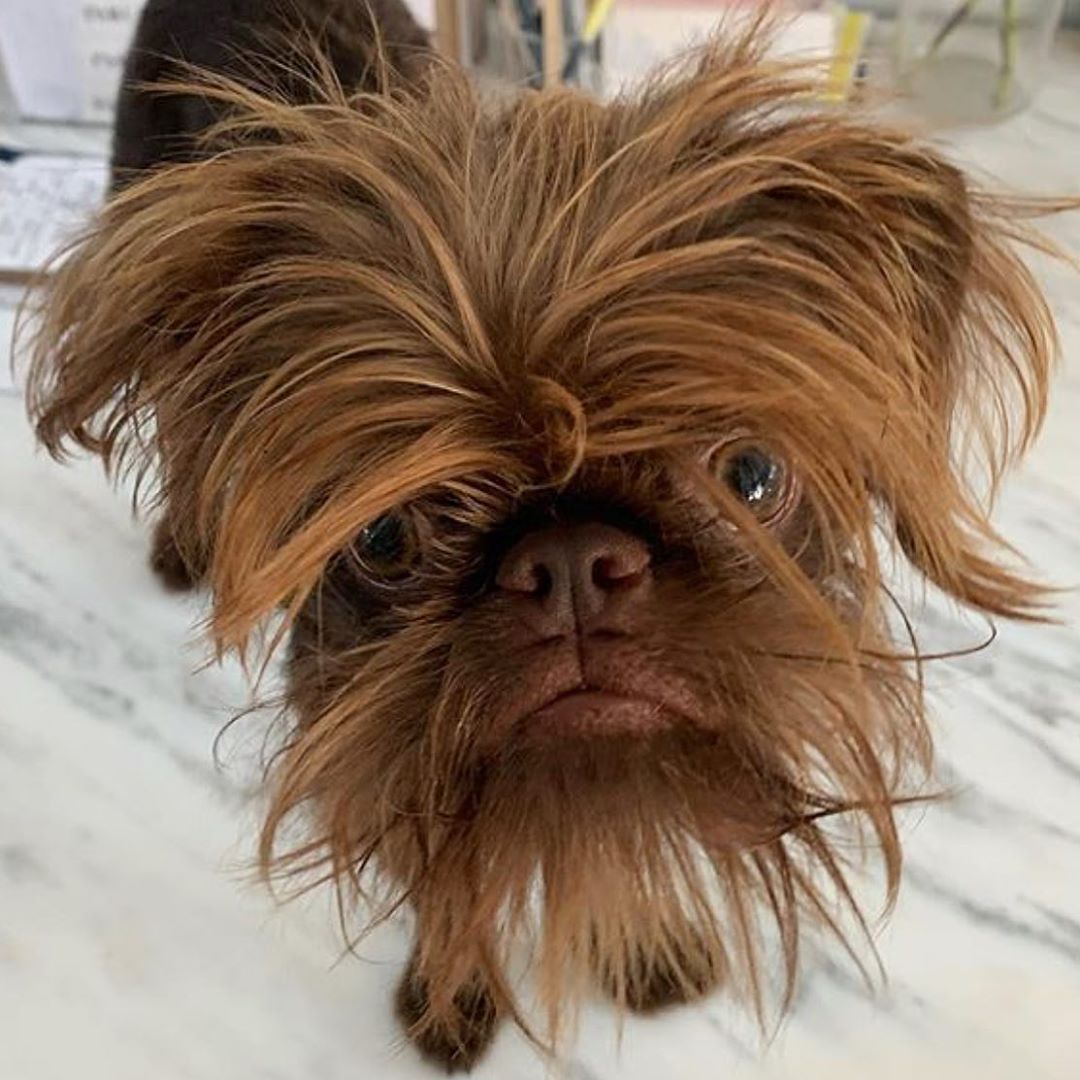 14 Things Brussels Griffon Owners Must Never Forget - Page 2 of 5 - The ...