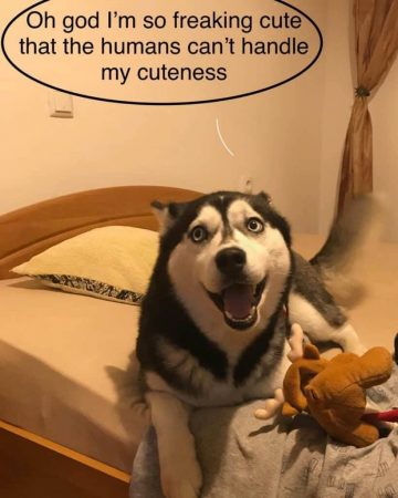 15 Husky Memes That Will Cheer You Up Instantly - The Dogman